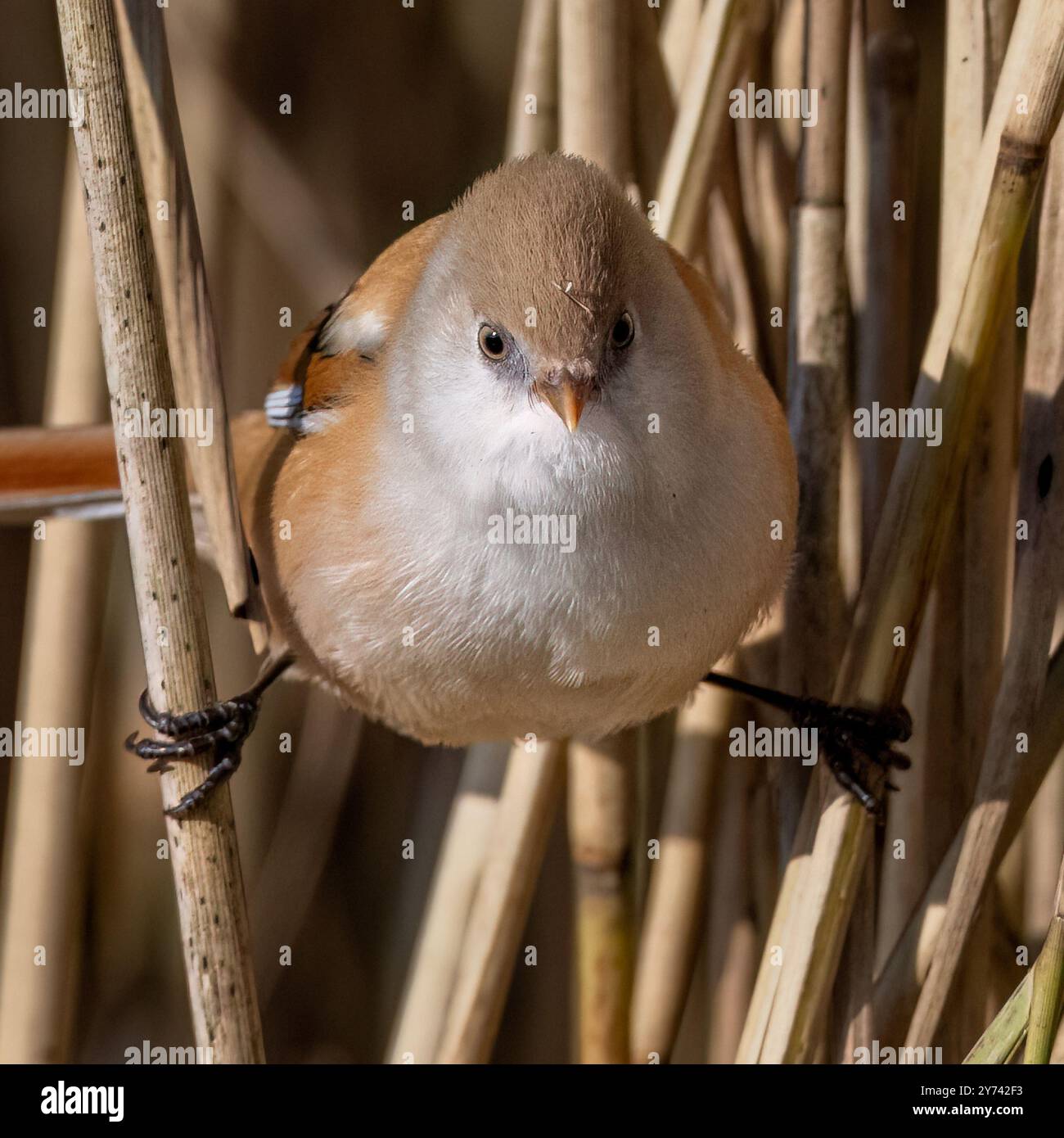 Bearded Tit (Reedling) Female Stock Photo - Alamy