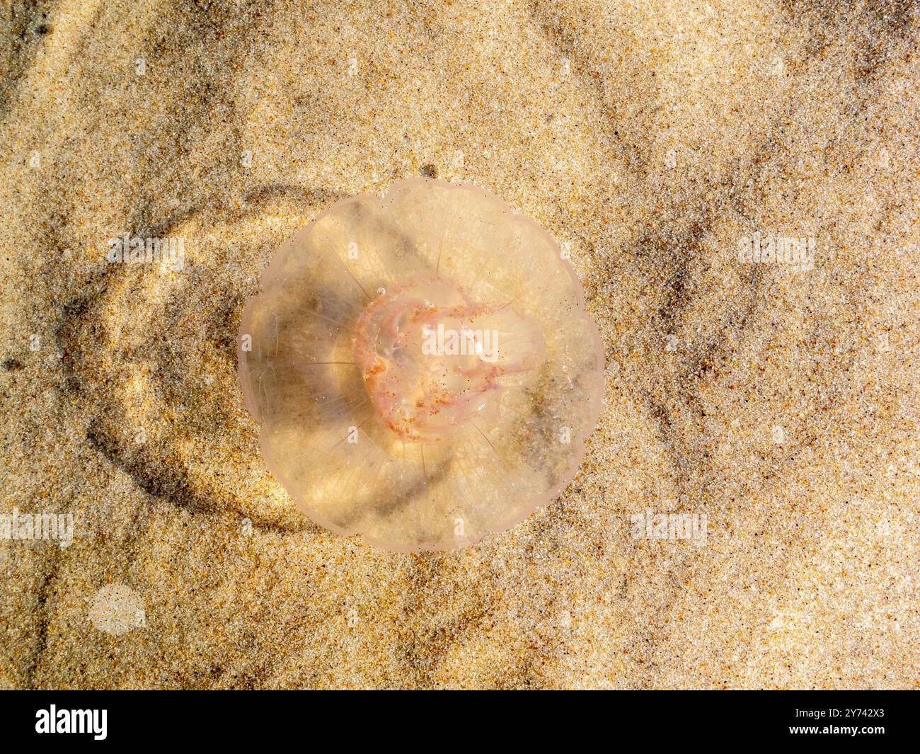 Top view of a jellyfish in sunbeam floating in shallow sea water ...