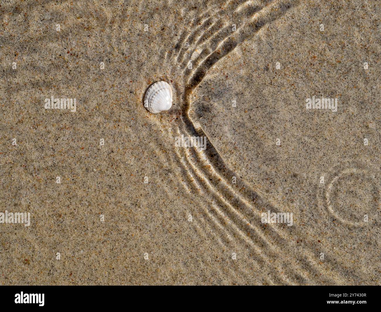Background with sand, shell and ripples on water surface. Top view ...