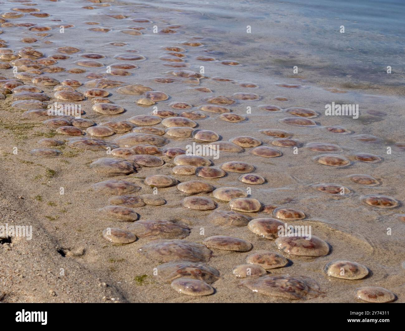 Lying in shallow hi-res stock photography and images - Alamy