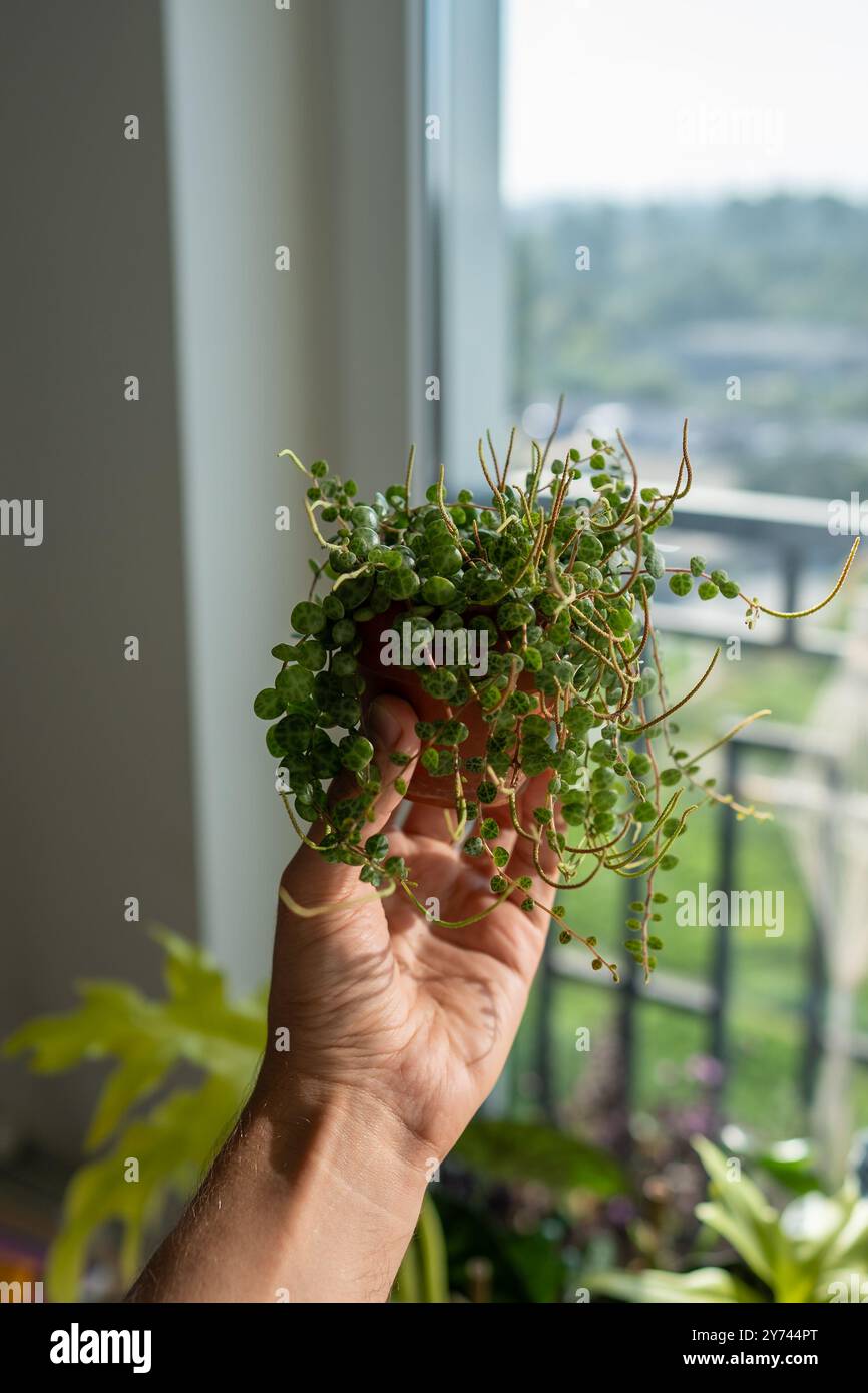 Hand holding blooming Peperomia Prostrata - string of turtles ...