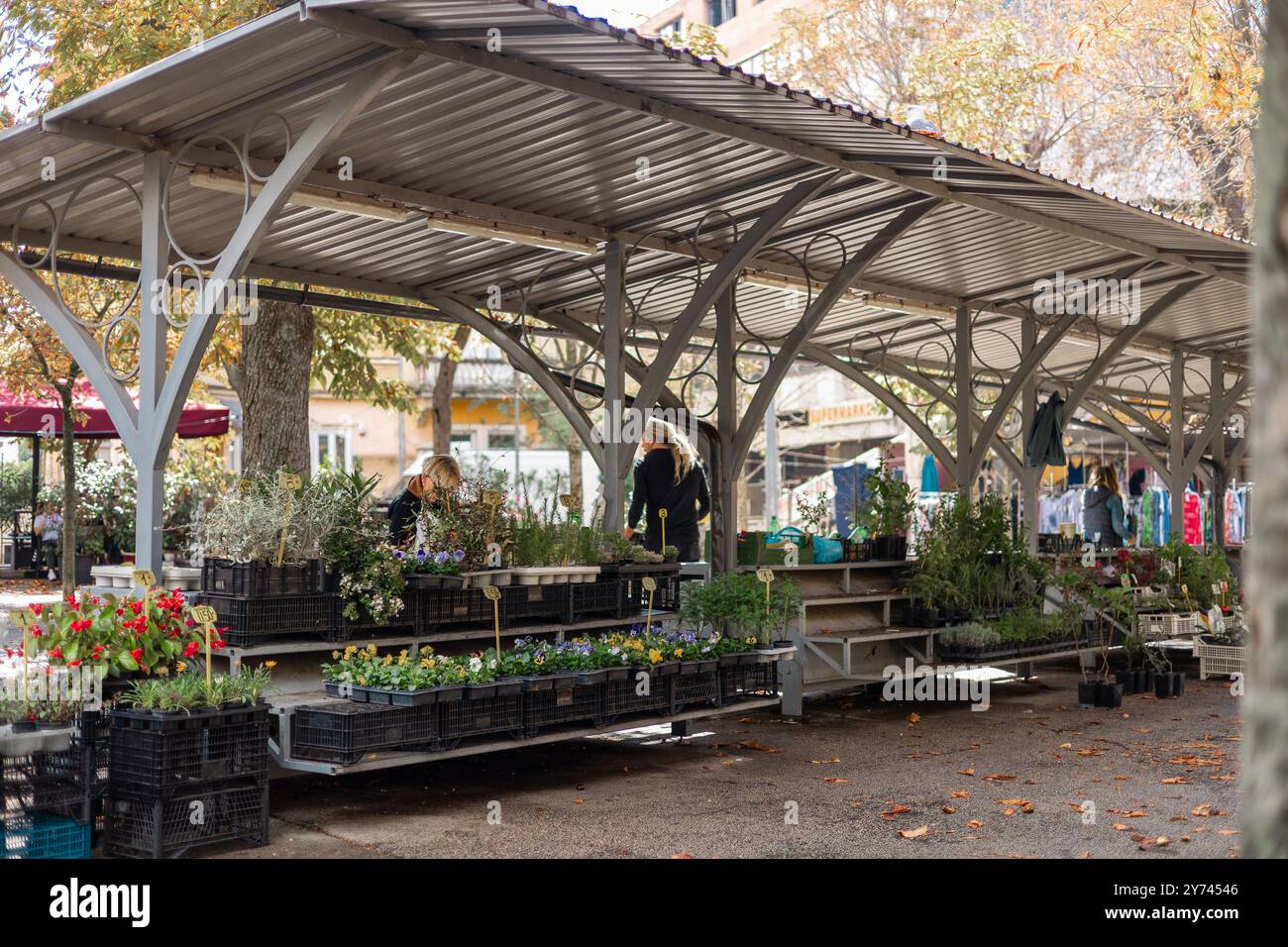 Mature lettuce plants in hi-res stock photography and images - Alamy