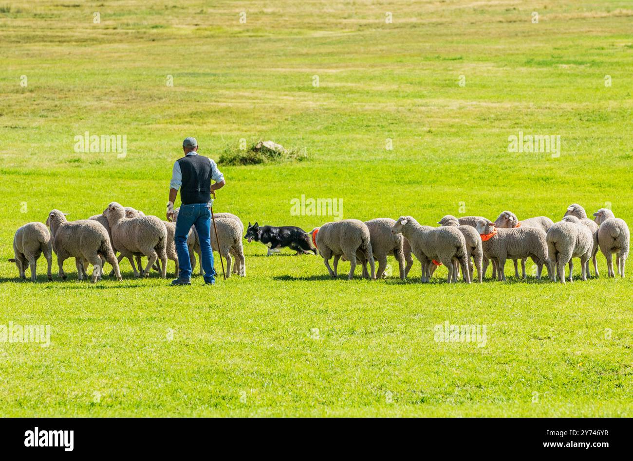 Countryside sheep dog and master hi-res stock photography and images ...