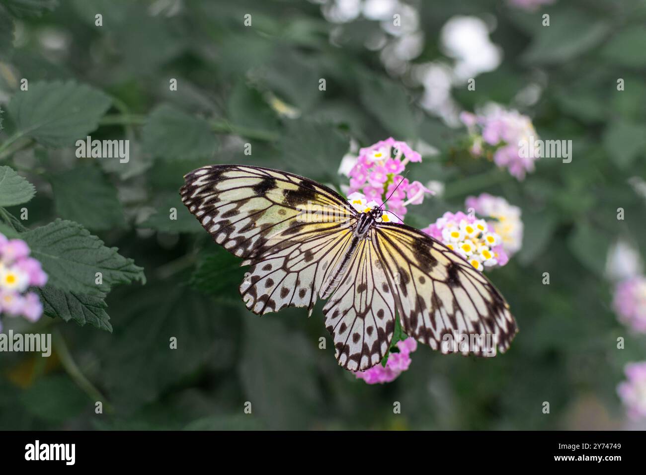 Idea leuconoe, also known as the paper kite butterfly, rice paper ...