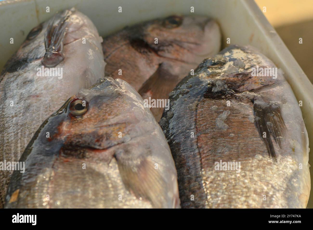 Fresh fish in ice. Fresh marine products. Healthy eating Stock Photo ...