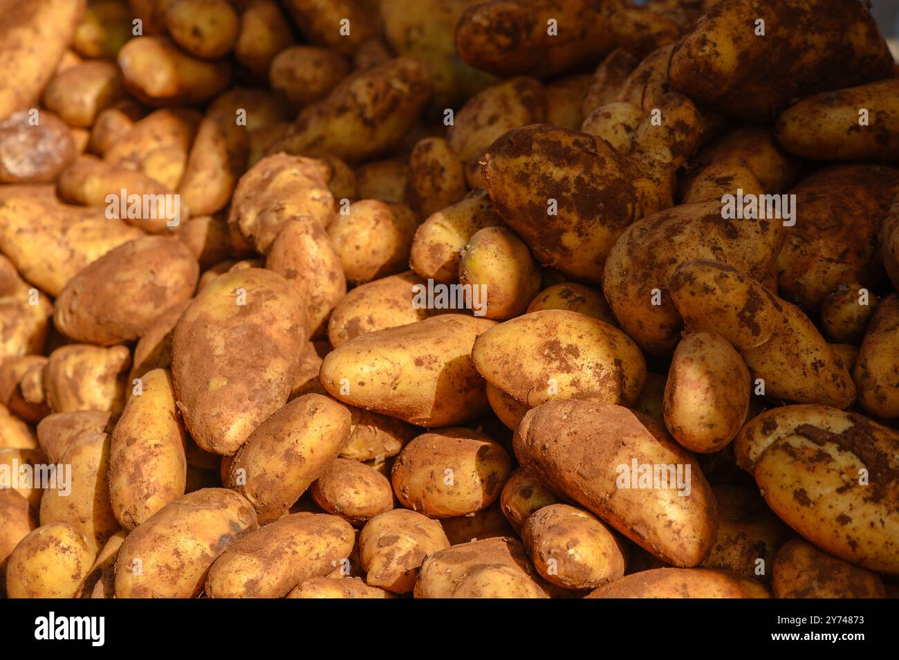 pile of fresh raw potatoes covered in soil Stock Photo - Alamy