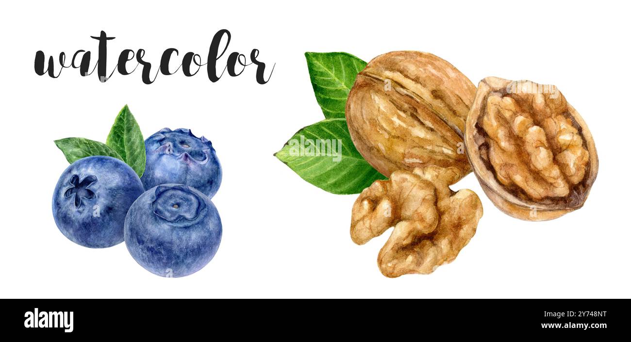 Hand-Painted Watercolor Walnuts and Blueberries Botanical Illustration ...