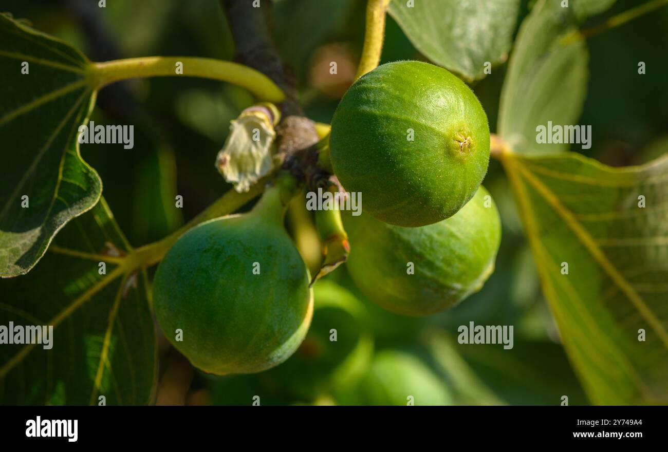 Figs on the branch of a fig tree Stock Photo - Alamy