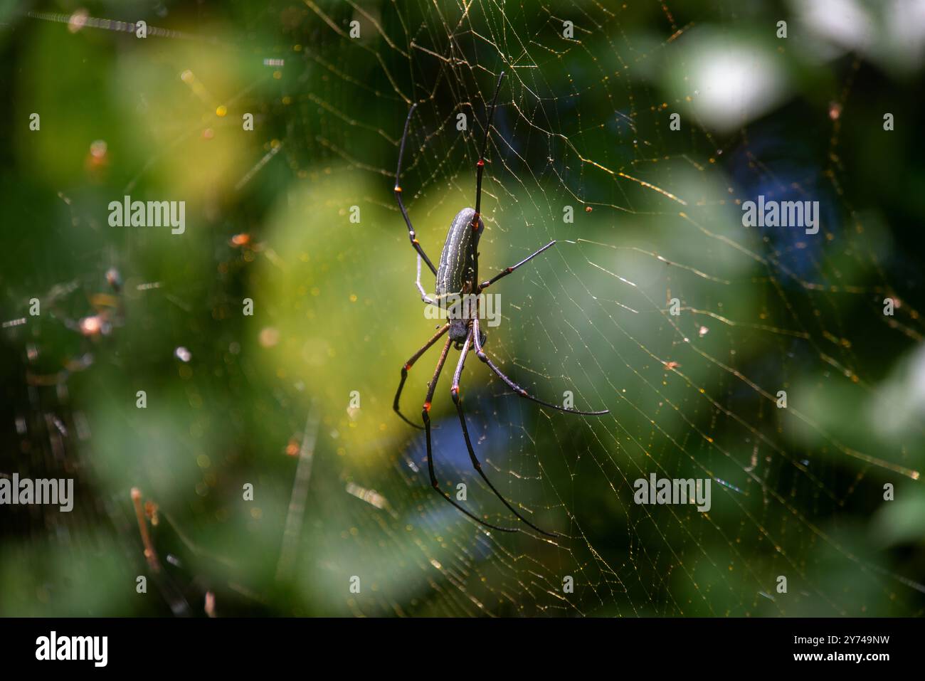 A spider and its web at Serenada Eco Resort Uganda Stock Photo - Alamy