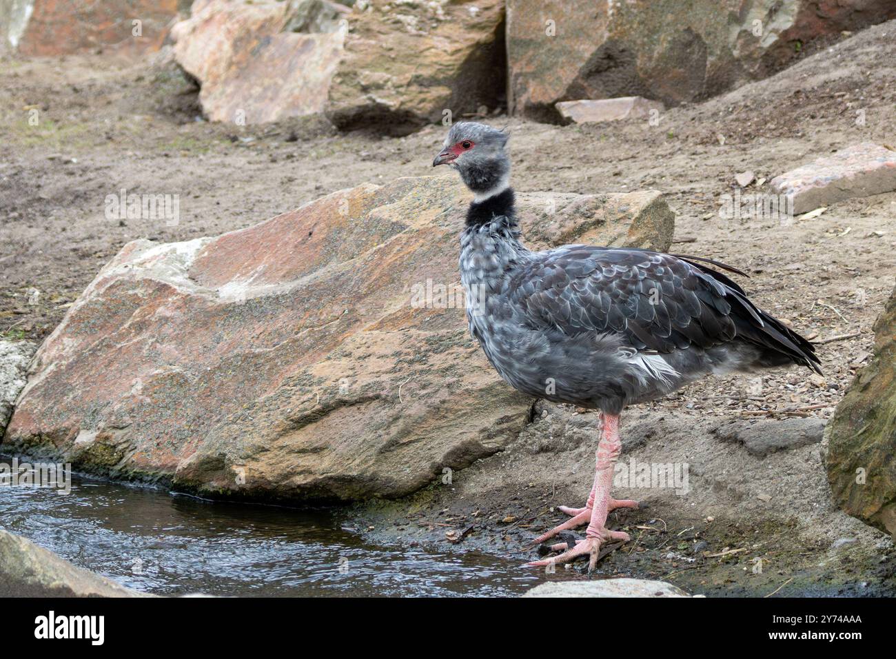 Southern screamer, a large waterfowl, feeds on plants in South American ...