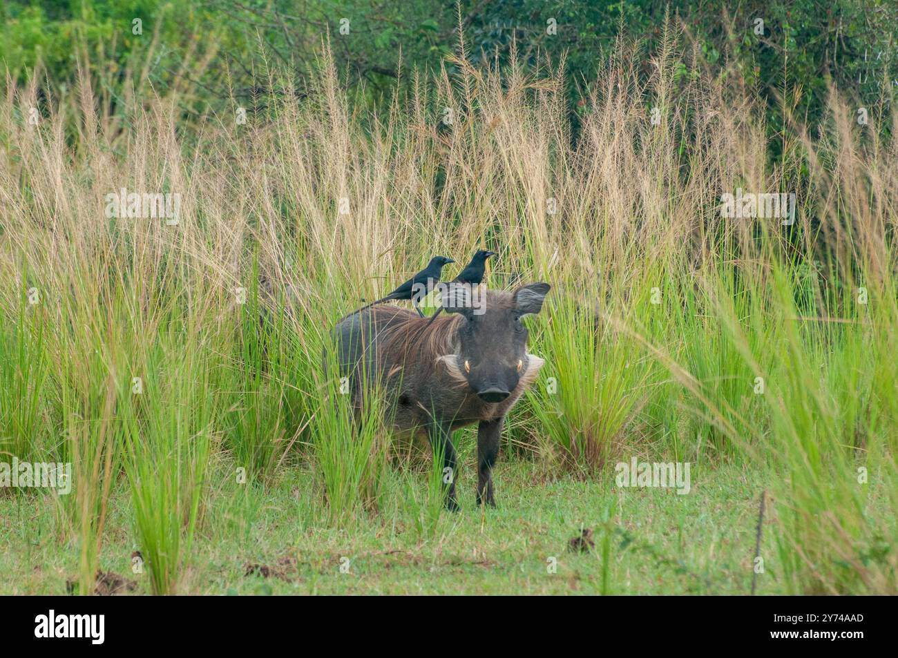 birds taking a ride on a warthog (Phacochoerus africanus ) in Murchison ...