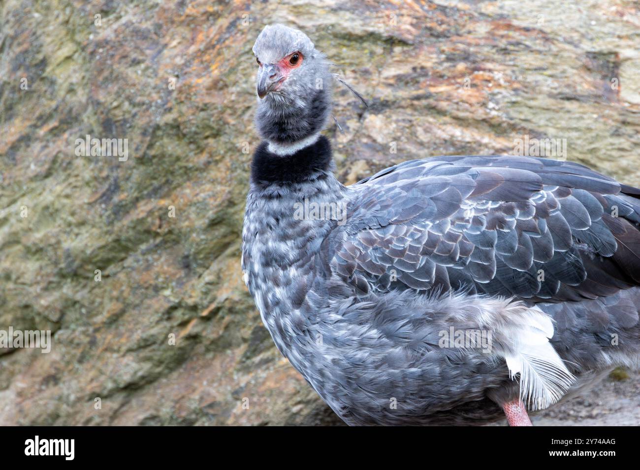Southern screamer, a large waterfowl, feeds on plants in South American ...