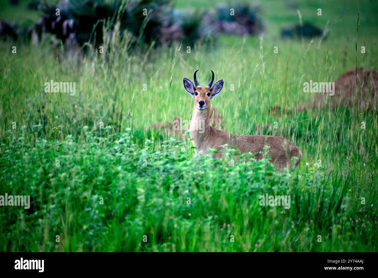 Reedbuck ( Redunca arundinum ) in Murchison Falls NationalPark - Uganda ...