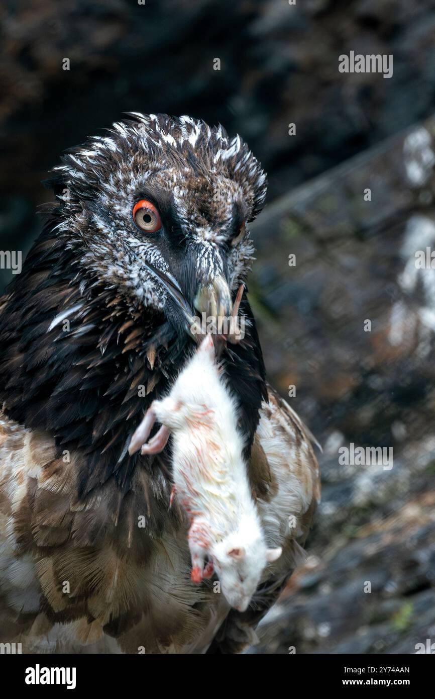 Bearded vulture, a scavenger known for bone-eating, found in European ...