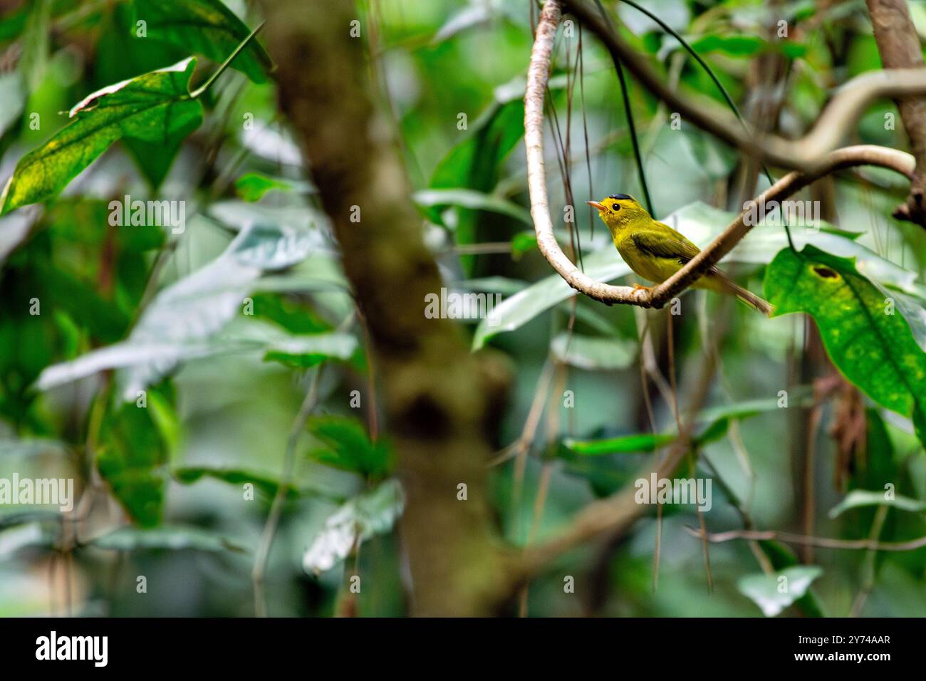 Wilson's warbler, a small insect-eating bird, inhabits forests and ...