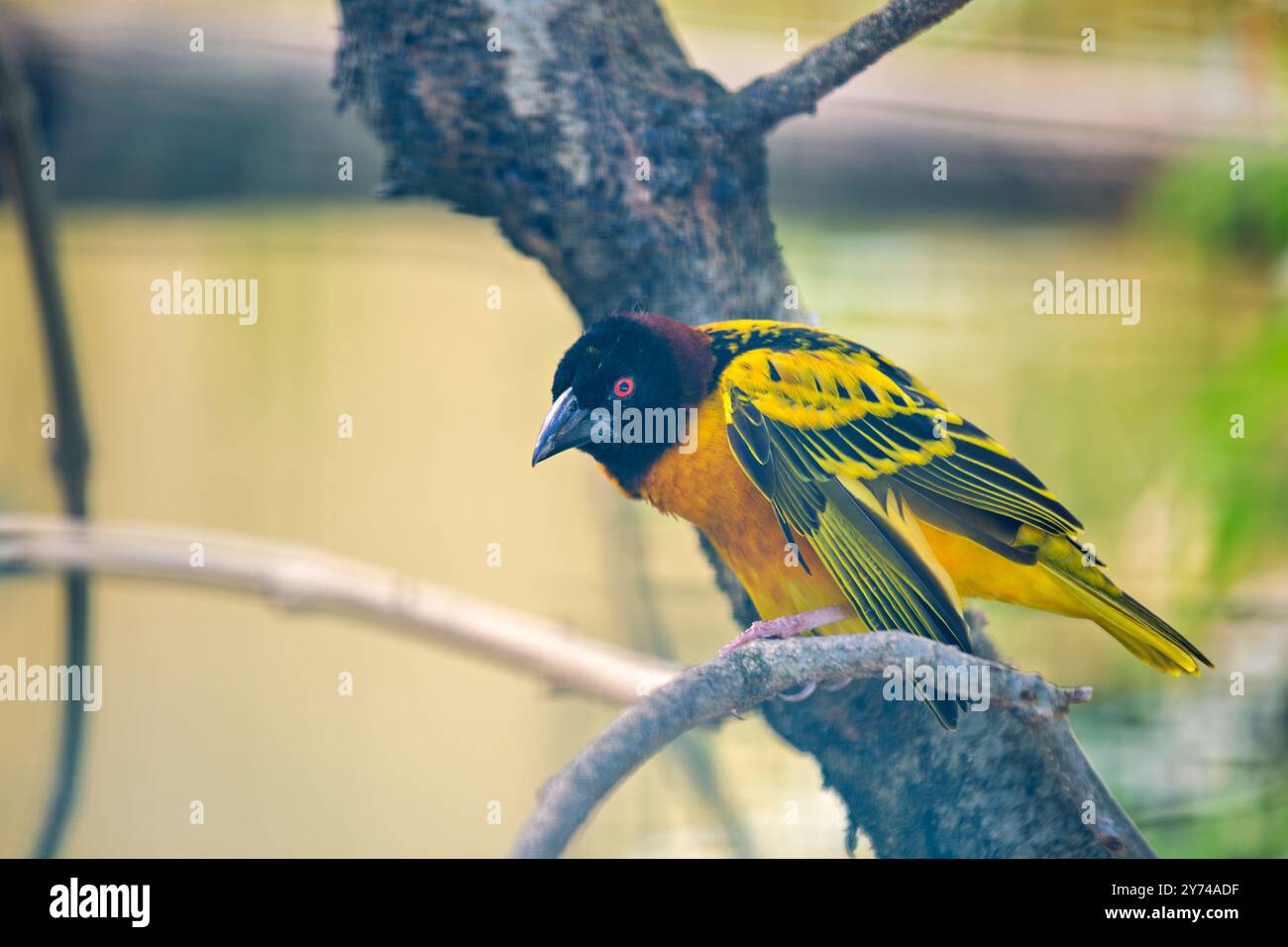 Village weaver, a seed-eating bird, builds nests in colonies. Photo ...