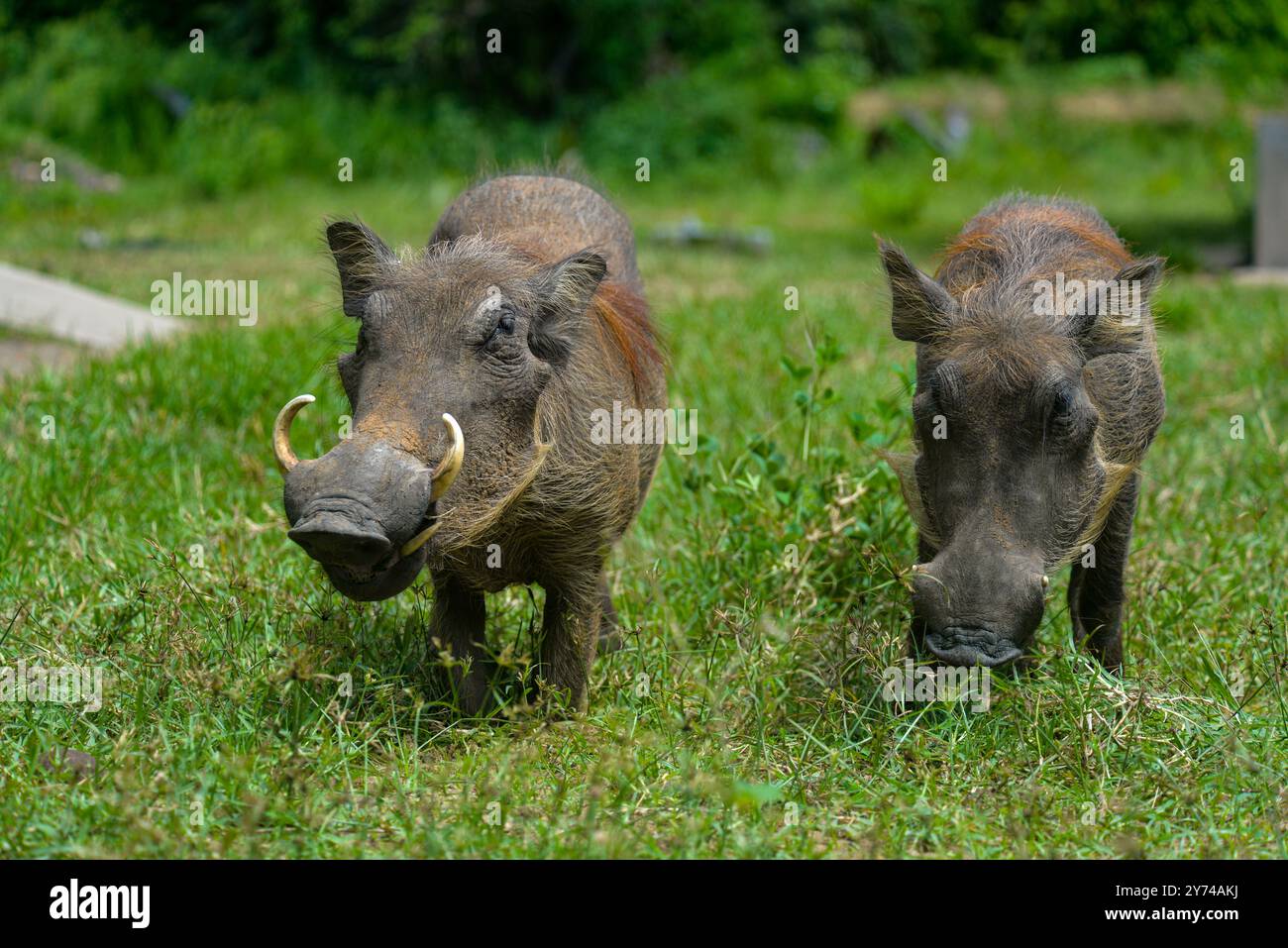Warthog in Murchison Falls National Park Uganda Stock Photo - Alamy