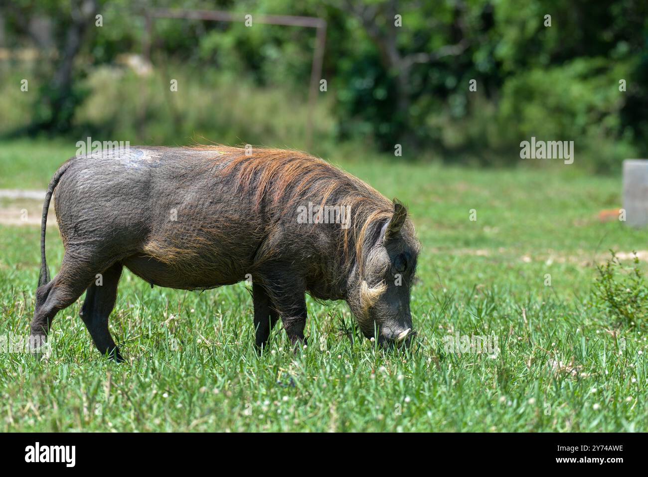 Warthog in Murchison Falls National Park Uganda Stock Photo - Alamy