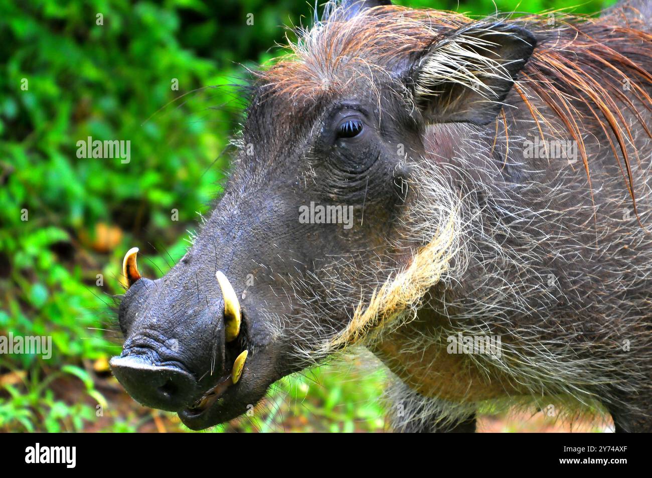 Warthog in Murchison Falls National Park Uganda Stock Photo - Alamy