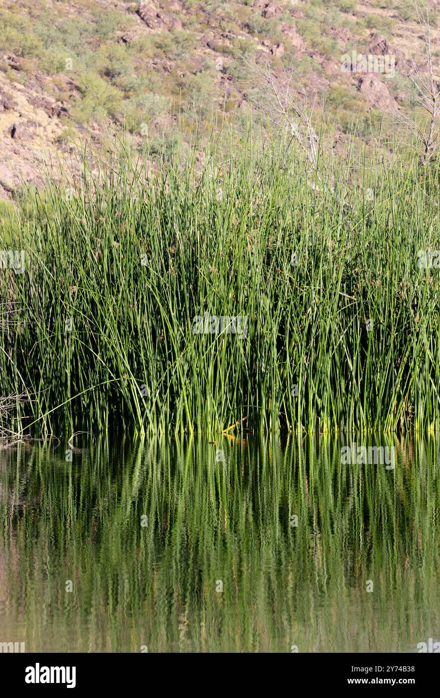 Desert oasis view of riparian habitat of Santa Cruz water wetlands and ...
