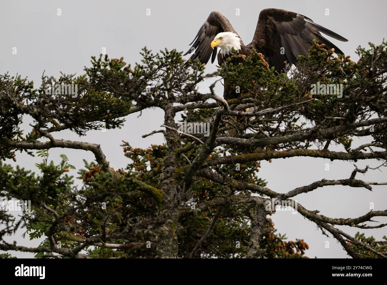 Bald eagle flapping his wings while perched in a tree in Kachemak Bay ...
