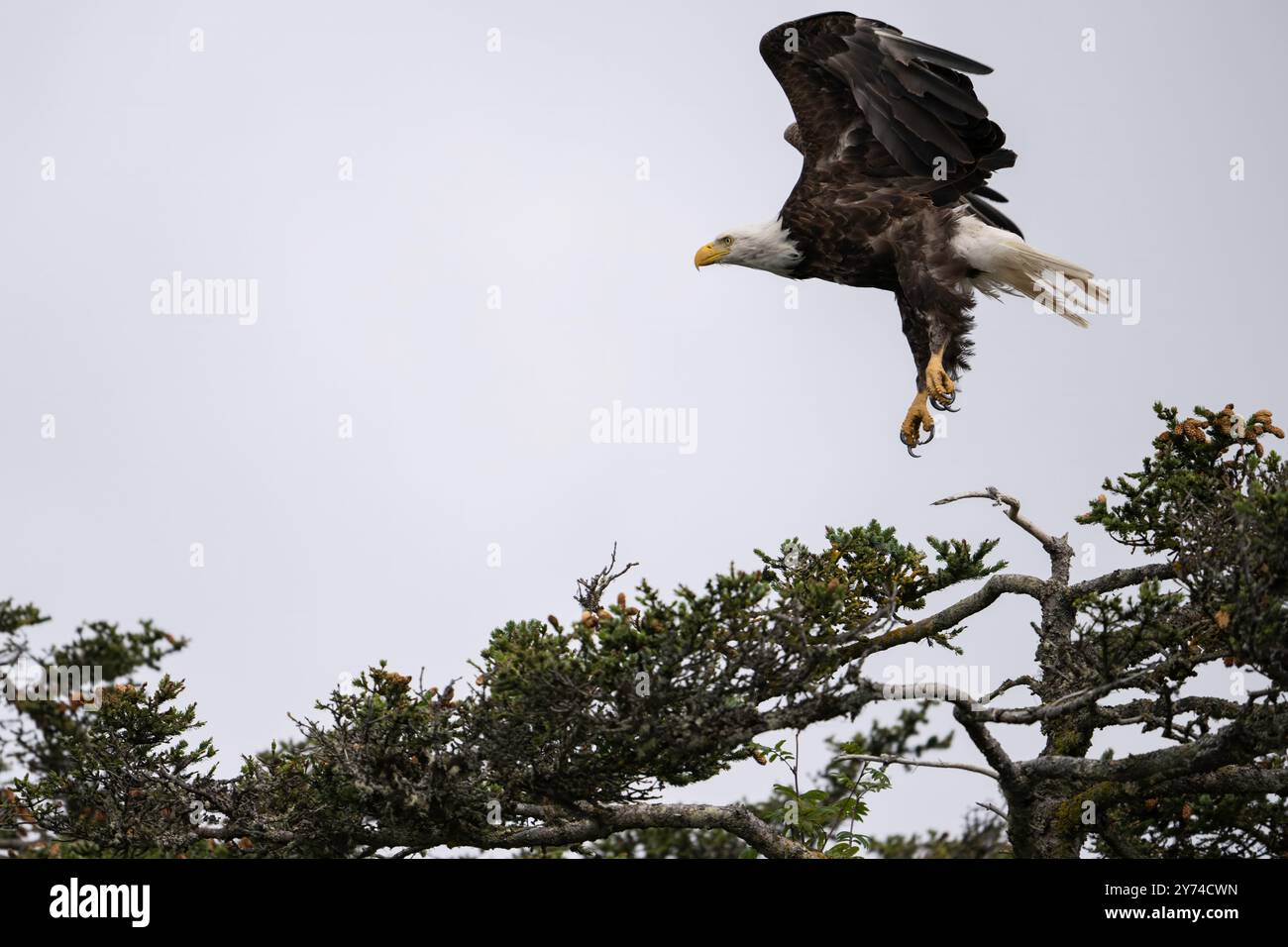 Bald eagle landing on the top of a tree in Kachemak Bay Alaska Stock ...