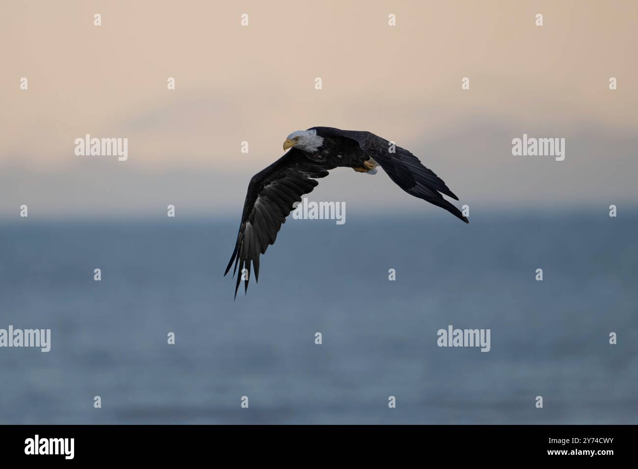 Flying bald eagle fly hi-res stock photography and images - Alamy