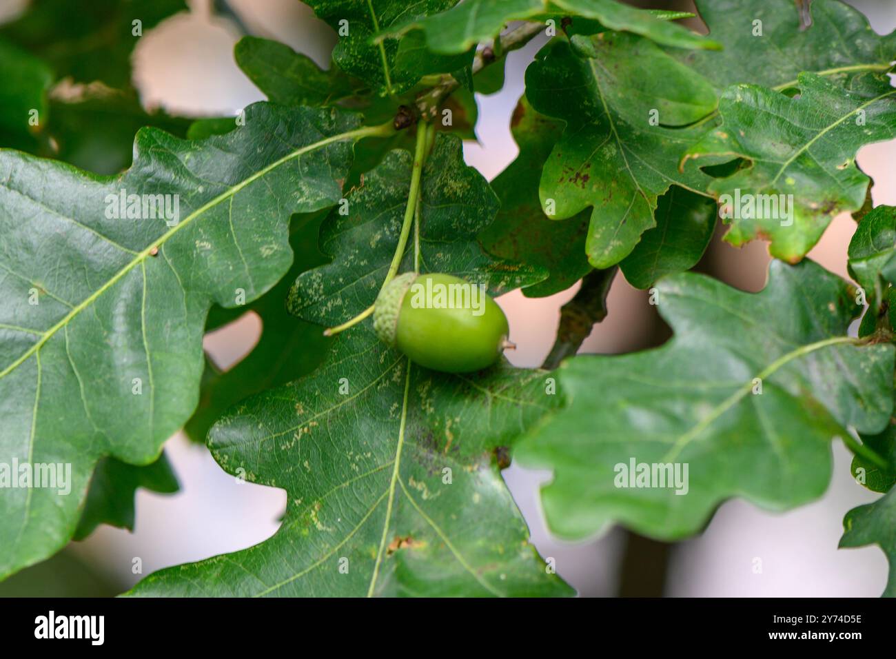 Green acorn on a tree Stock Photo - Alamy