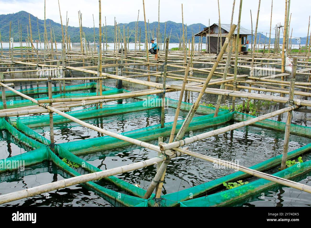 Freshwater culture cages are built by residents along the outskirts of ...