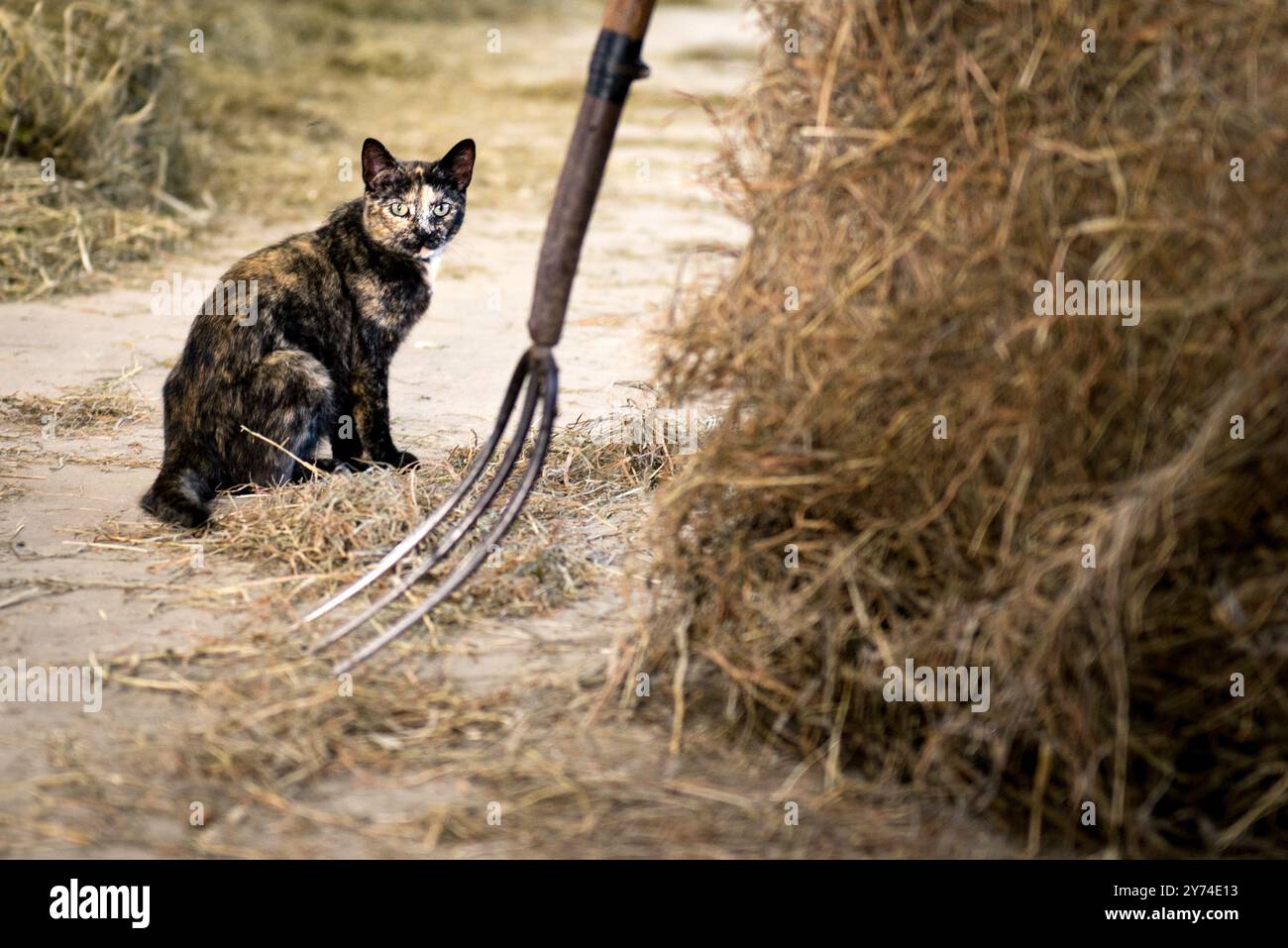 Photograph of calico kitty cat sitting beside hay and hayfork inside of ...