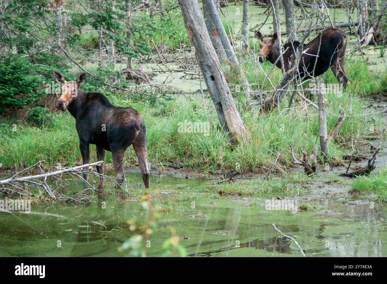 Photography of two young wild Moose in swampy wooded area of New ...