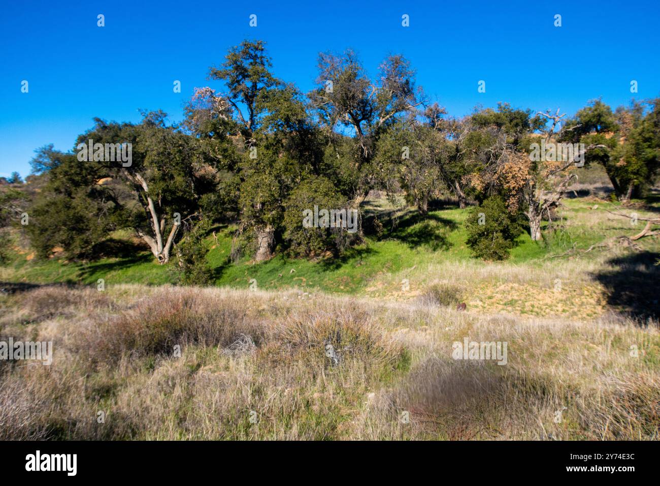 Oak Trees in a California Chaparral Habitat Stock Photo - Alamy