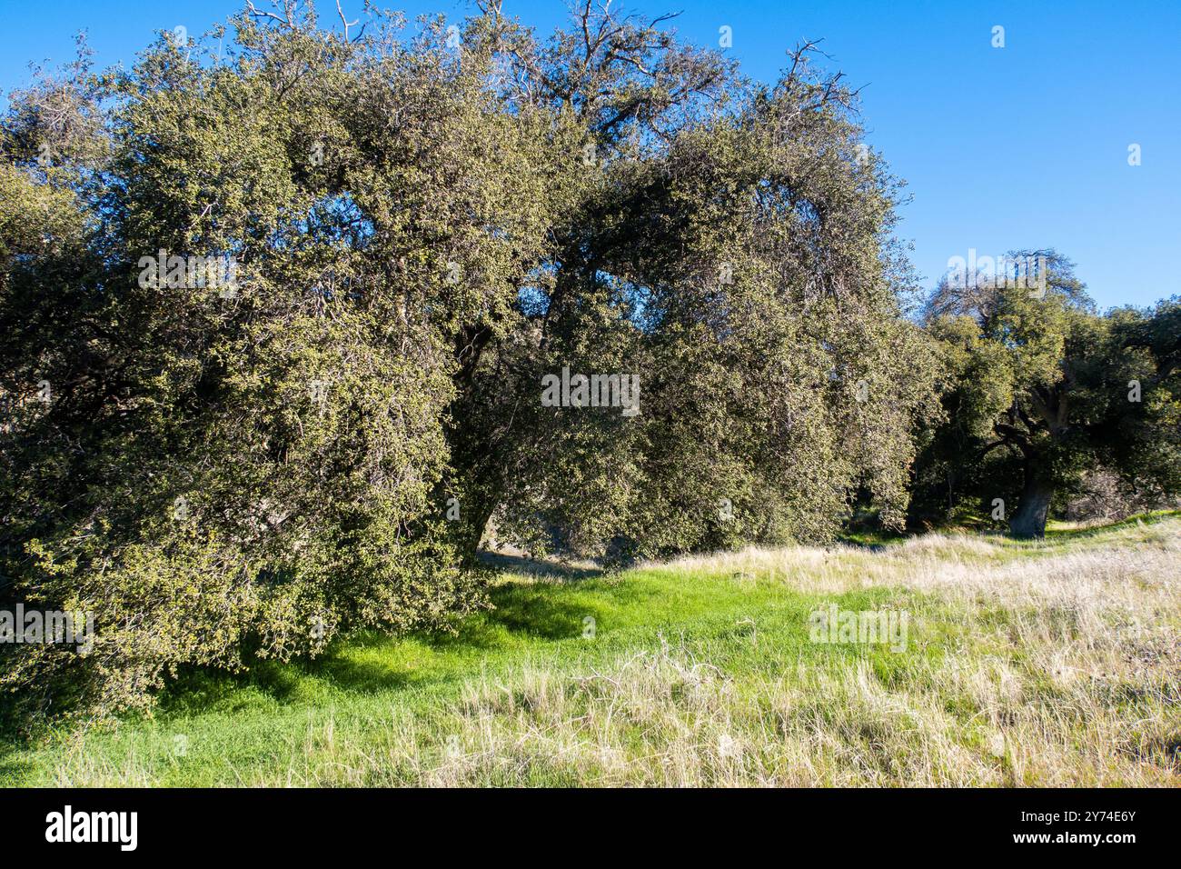 Oak Trees in a California Chaparral Habitat Stock Photo - Alamy
