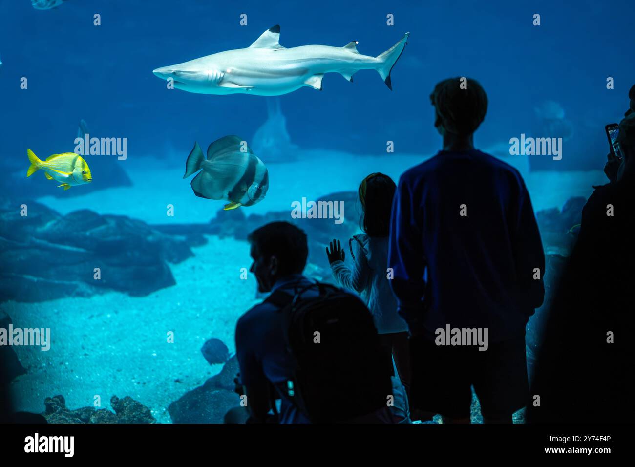 Marine life exhibit hi-res stock photography and images - Alamy