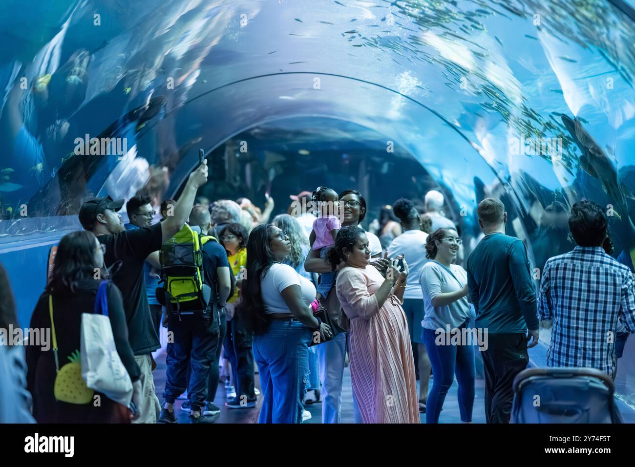 Visitors at the Georgia Aquarium in Atlanta enjoying views through the ...