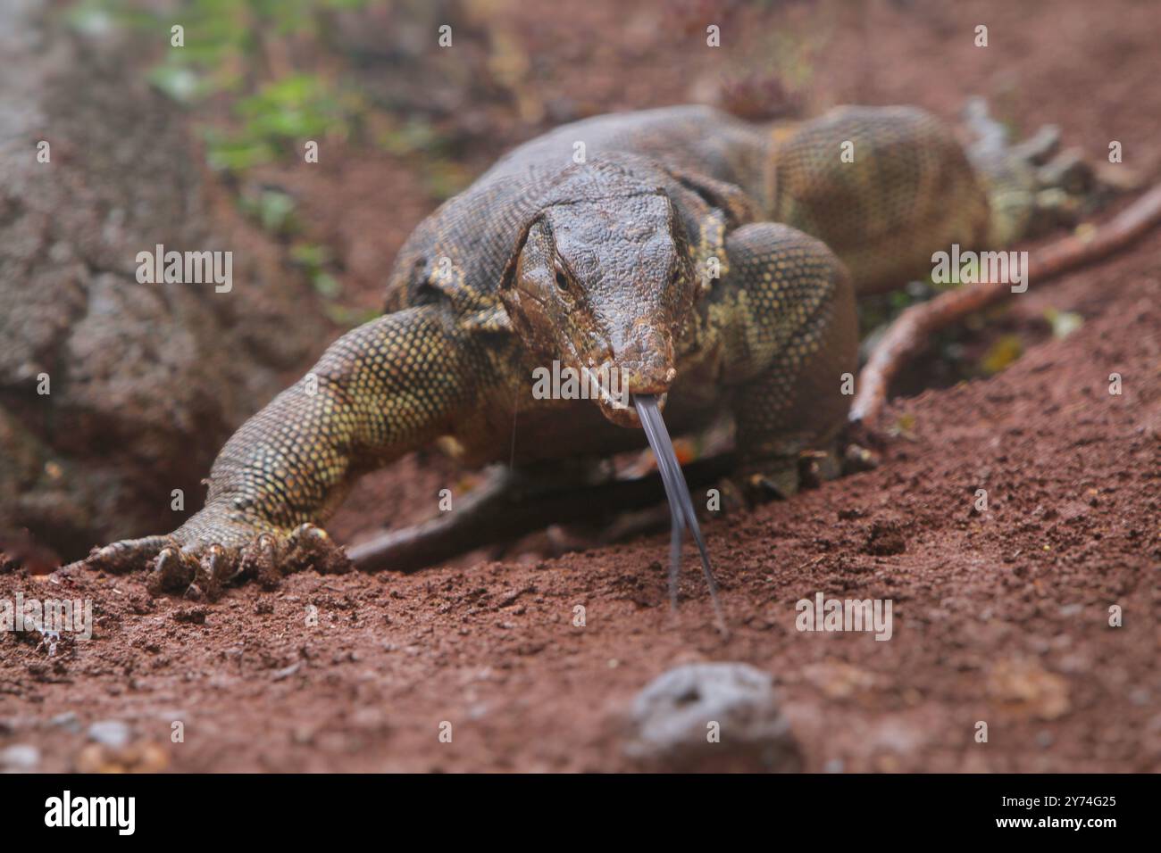 a salvator lizard crawling on the ground while looking at the camera ...