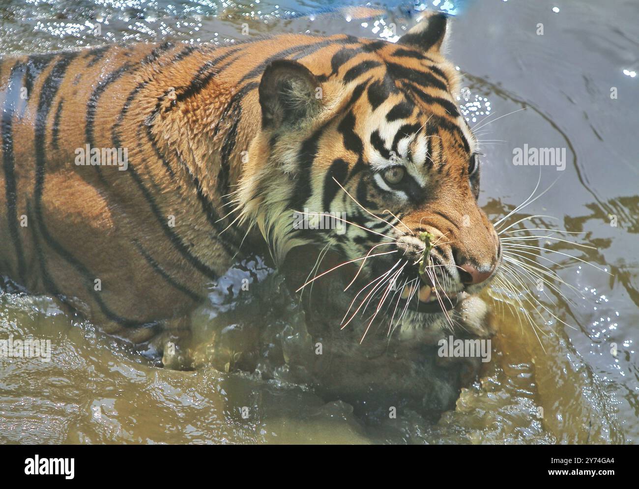 A Sumatran tiger is soaking in a pond while looking around angrily ...