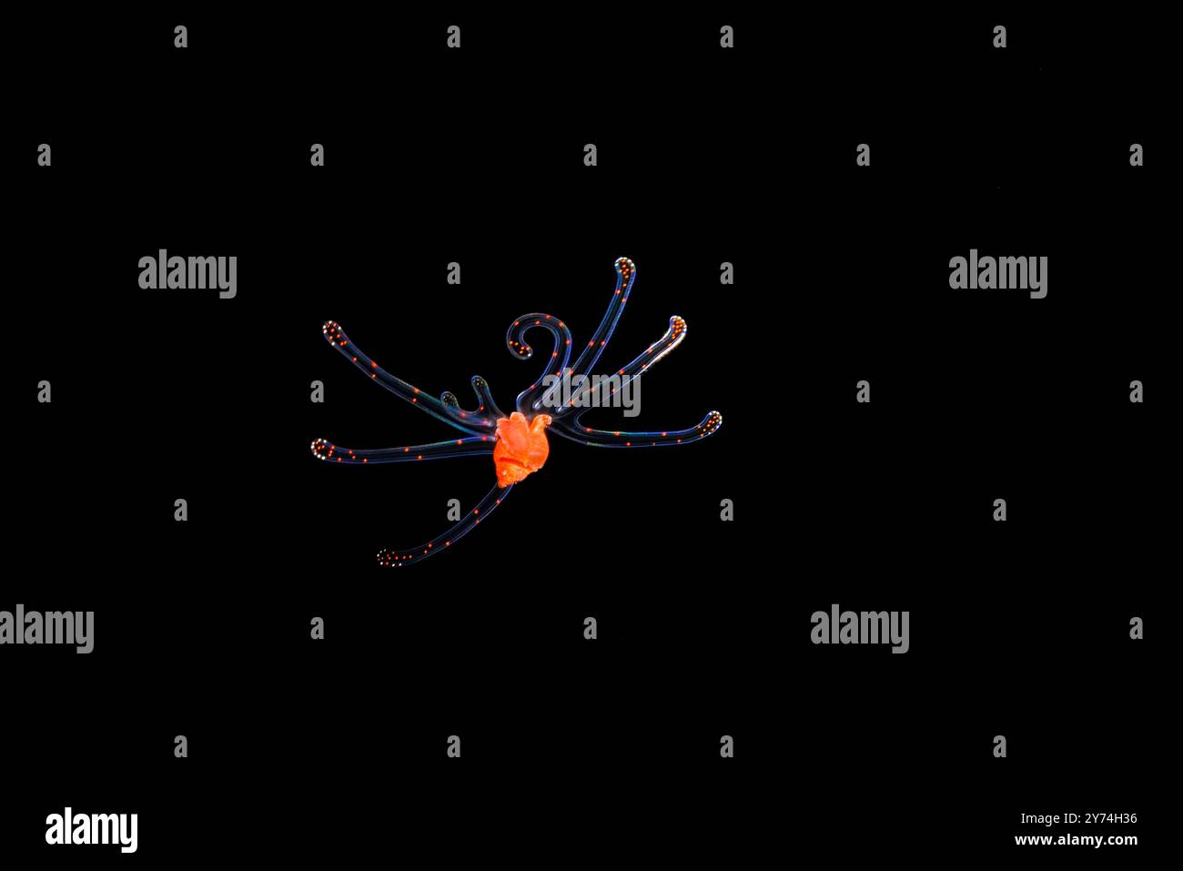 Translucent snail hi-res stock photography and images - Alamy