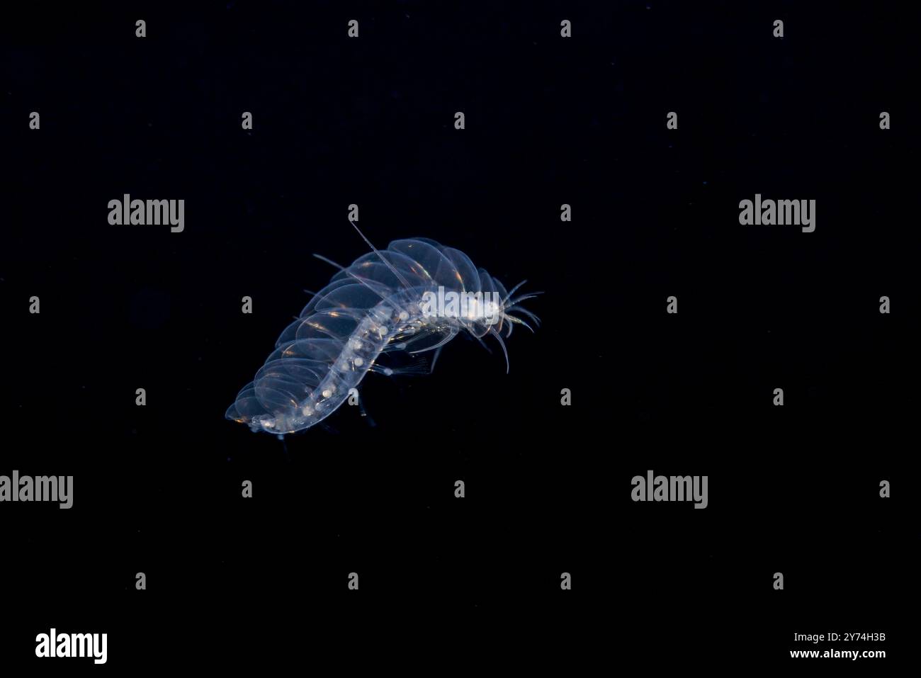 Scale worm deep ocean hi-res stock photography and images - Alamy