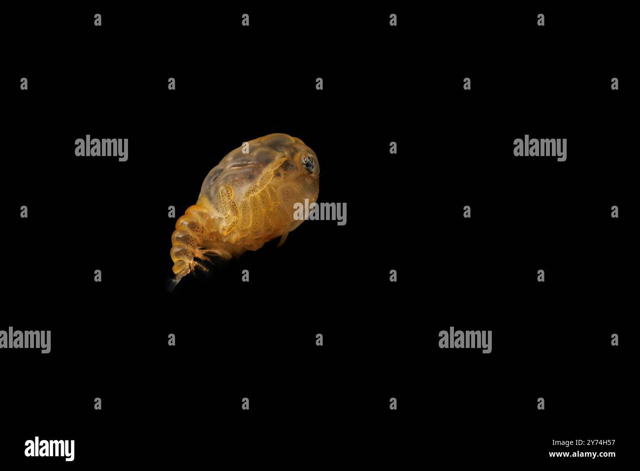 The megalopa larval stage of a crab with claws, legs and tail ...