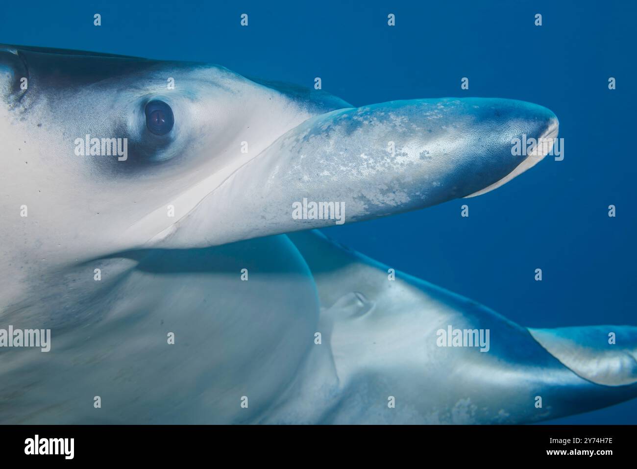 A close look at the eye and cephalic fins of a reef manta ray, Mobula ...