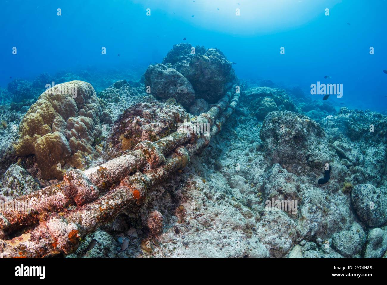 TransPacific undersea communication cables on the ocean floor off the ...