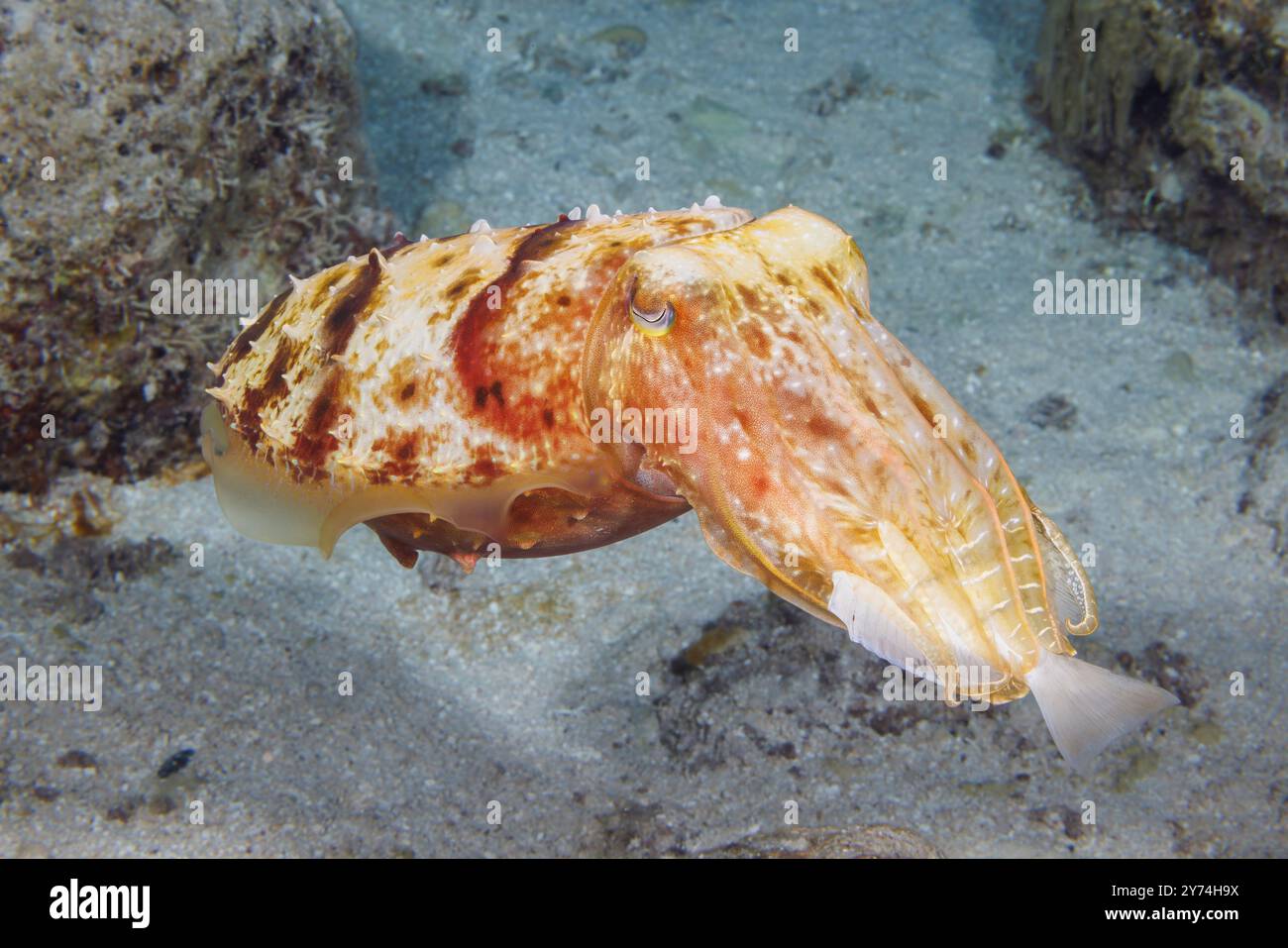 This broadclub cuttlefish, Sepia latimanus, is eating a convict ...