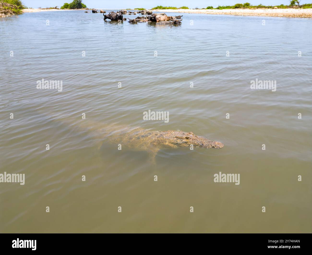 These Domestic Asian water buffalo, Bubalus arnee, share this river ...