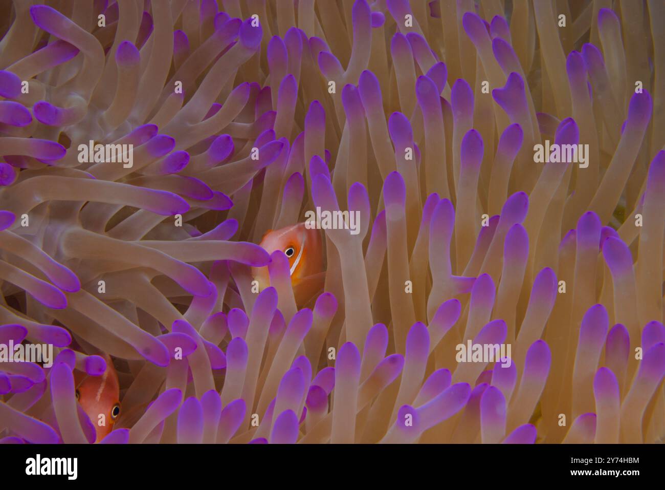 This common anemonefish, Amphiprion perideraion, is most often found ...