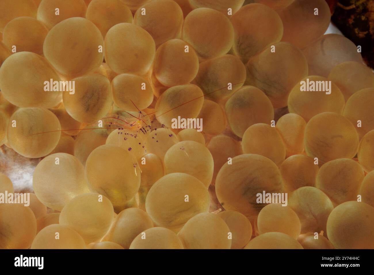 Bubble coral shrimp, Vir philippinensis, on bubble coral, Plerogyra sp ...