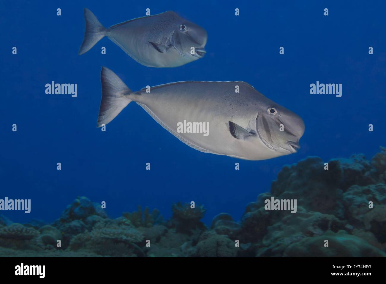 The bulbnose unicornfish, Naso tonganus, has several common names ...