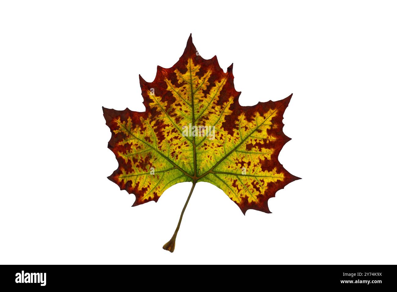 Fall leaf changing colors isolated on white background Stock Photo - Alamy