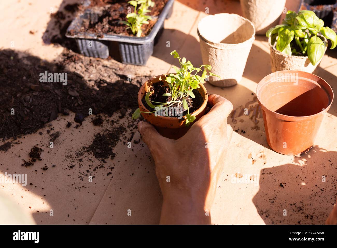 Planting herbs cycle hi-res stock photography and images - Alamy