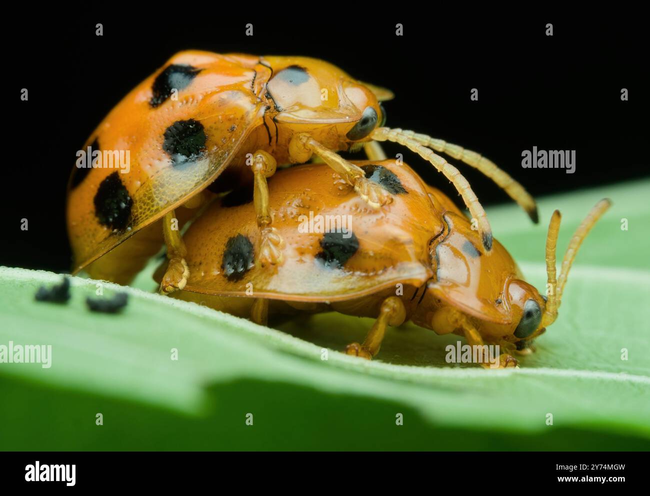 Tortoise beetle mating on the leaf seen from the side Stock Photo - Alamy